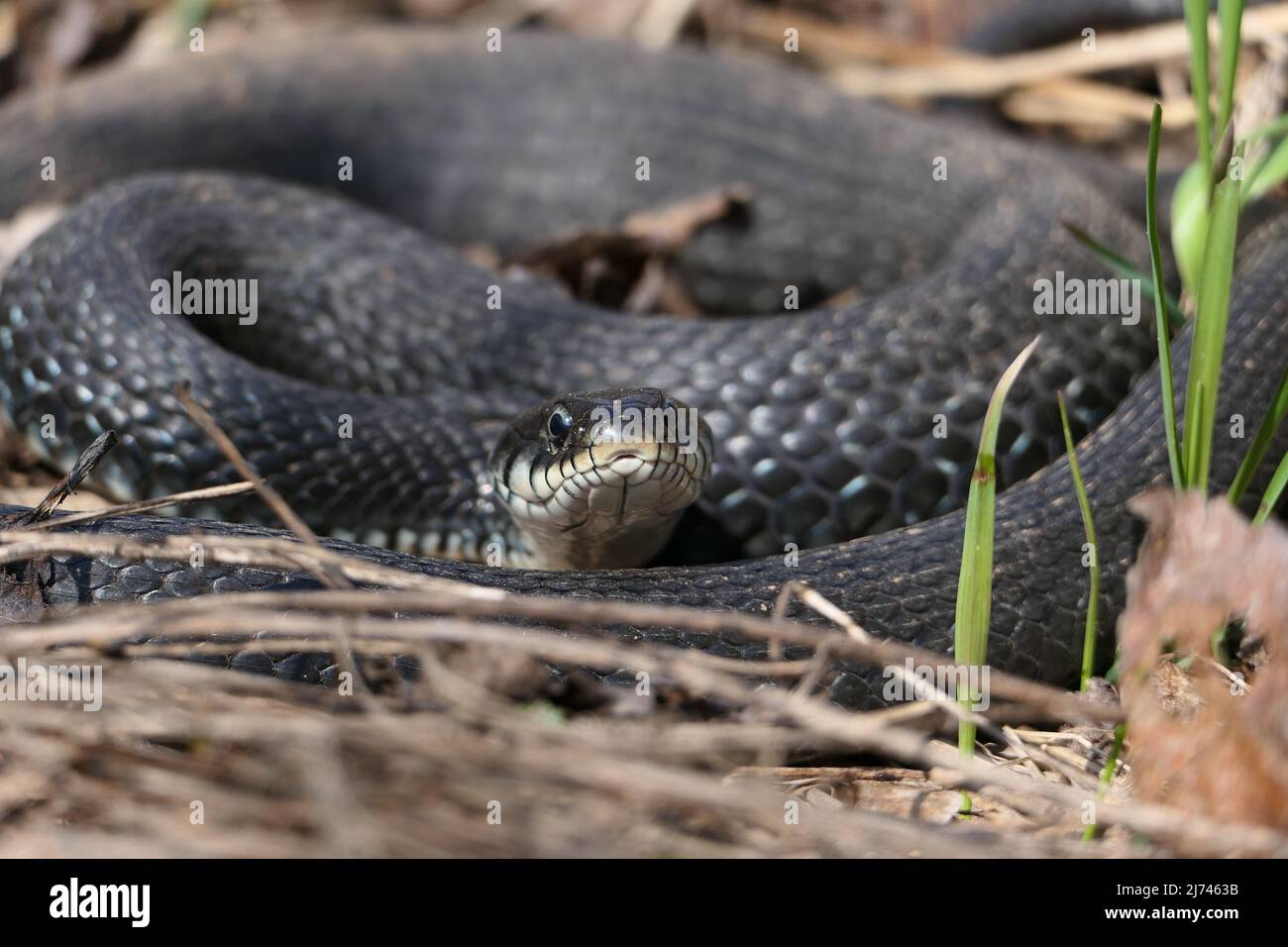 A snake, a large snake in the spring forest, in dry grass in its ...