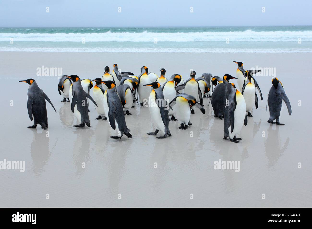 Group of king penguins coming back from the sea on white sand beach ...