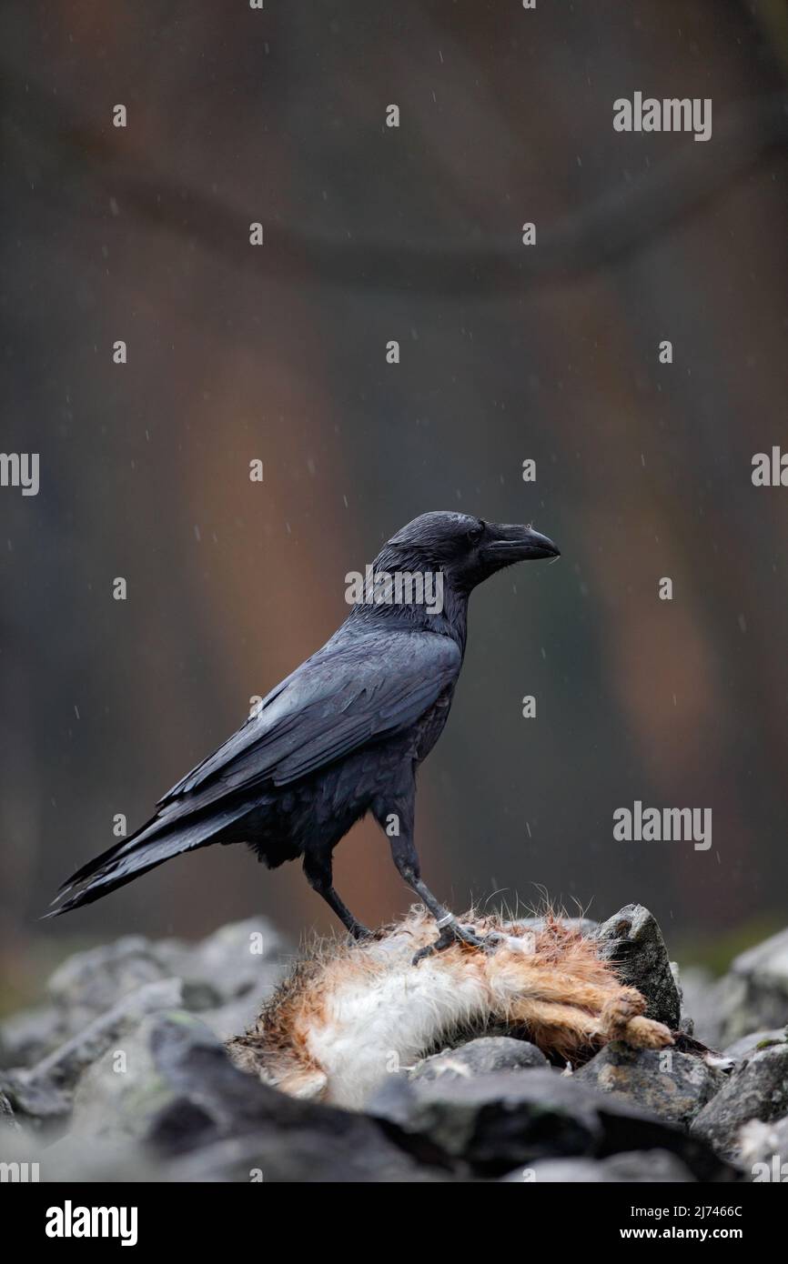 Raven with dead red fox, sitting on the stone, food in the rock Stock ...