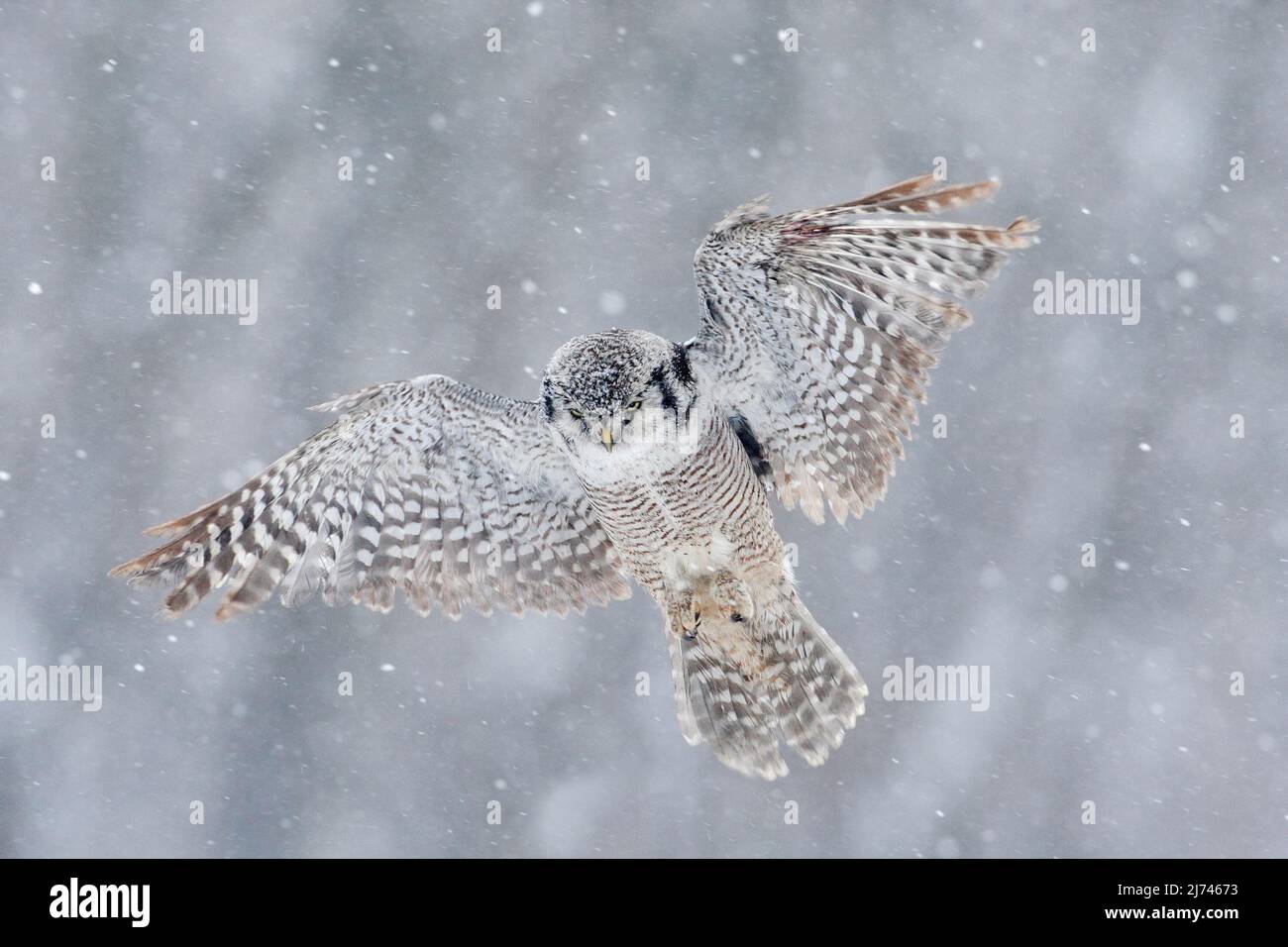 Flying hawk owl snow hi-res stock photography and images - Alamy