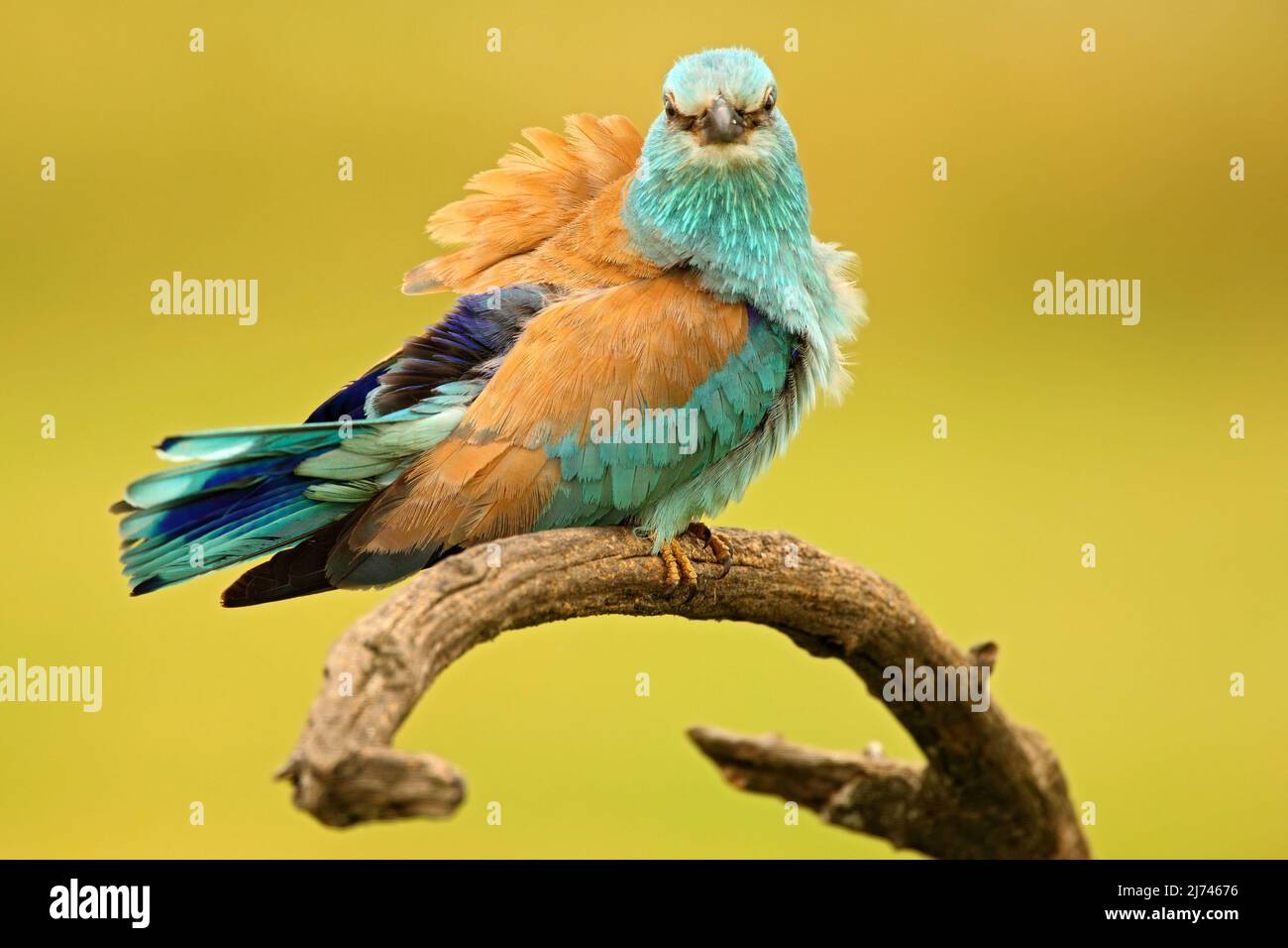 Nice colour light blue bird European Roller sitting on the branch with ...
