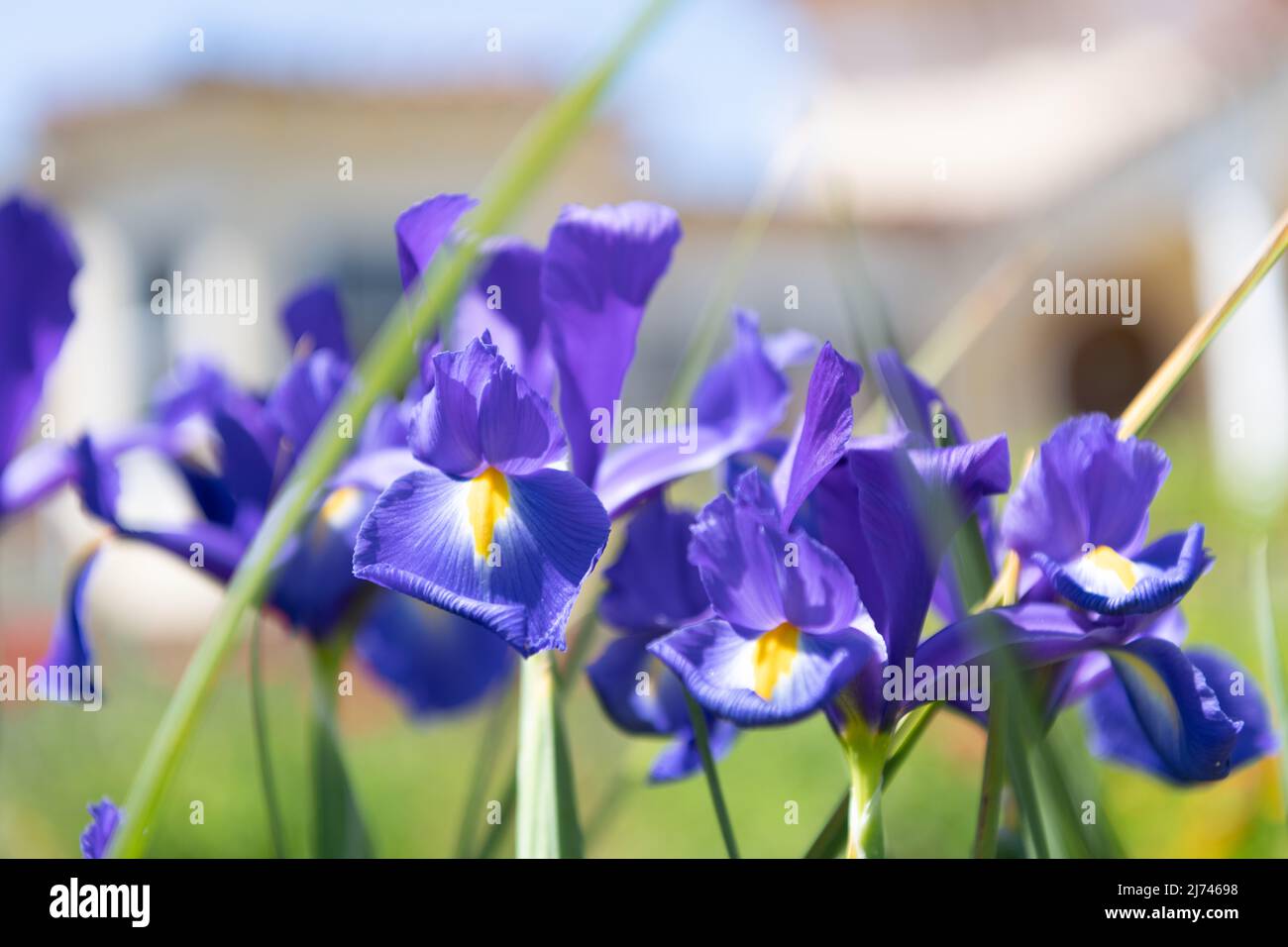 purple iris flowers blossoming in sunny spring day Stock Photo - Alamy