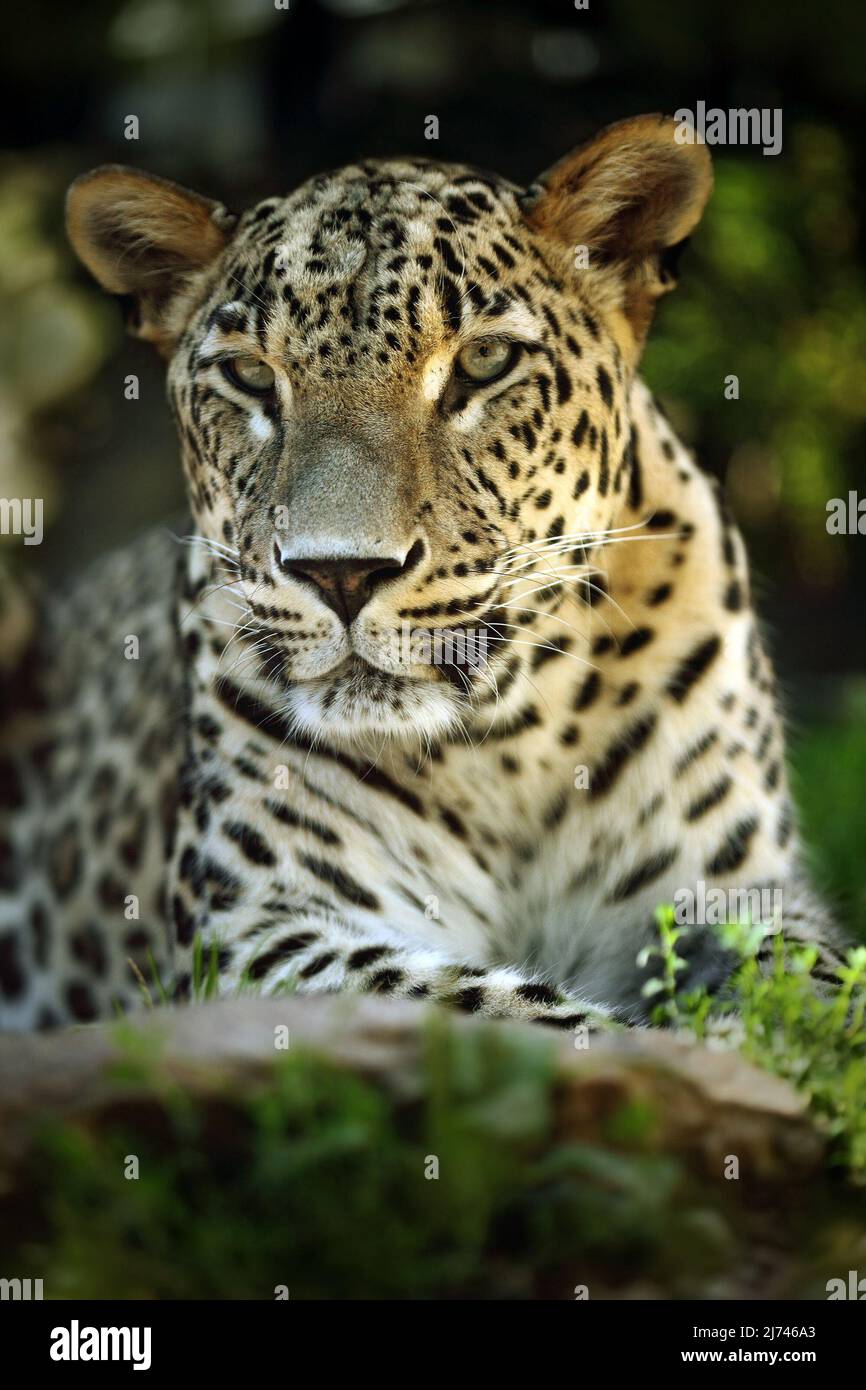 Detail portrait of wild cat jaguar, Costa Rica Stock Photo - Alamy
