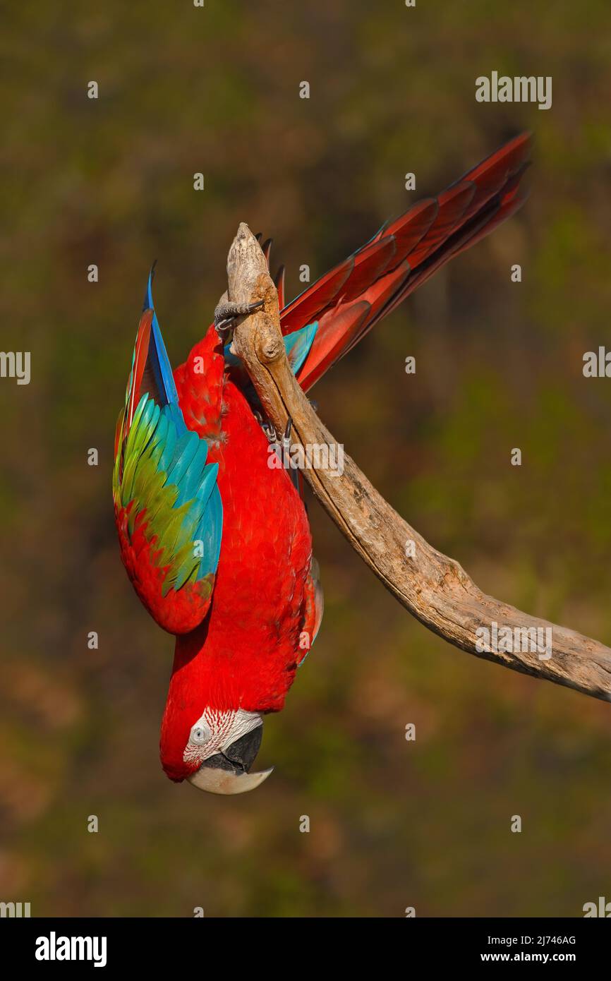 Big red parrot Red-and-green Macaw, Ara chloroptera, sitting on the ...