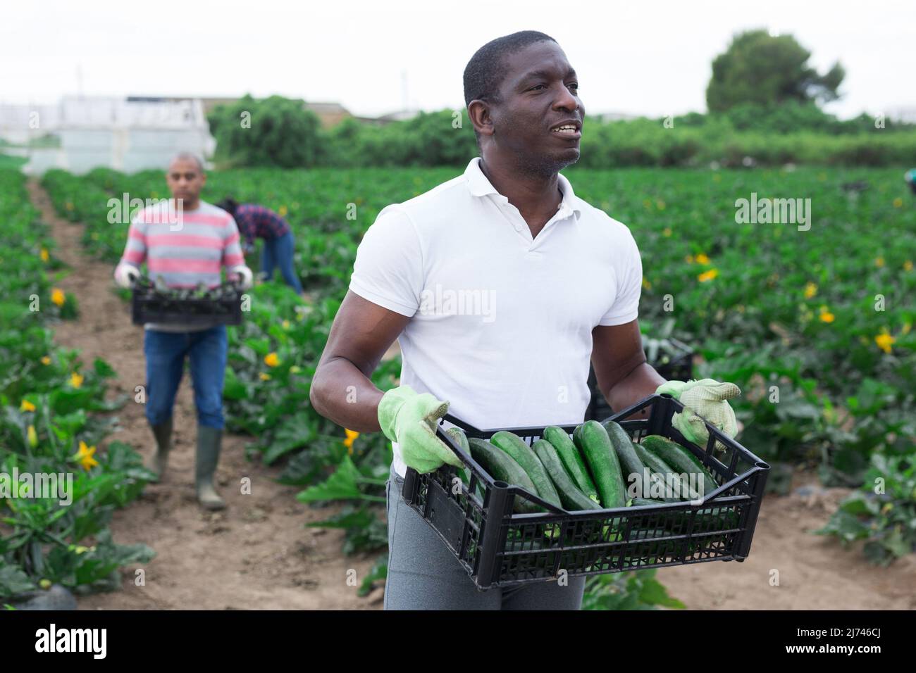 African American carrying box with gathered green courgettes Stock ...