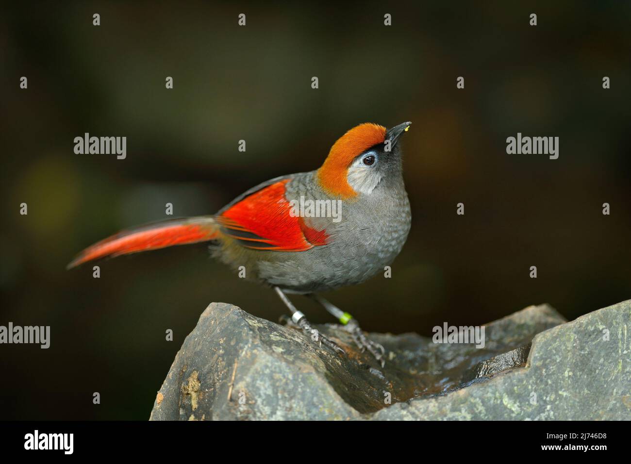Red and grey songbird Red-tailed Laughingthrush, Garrulax milnei ...