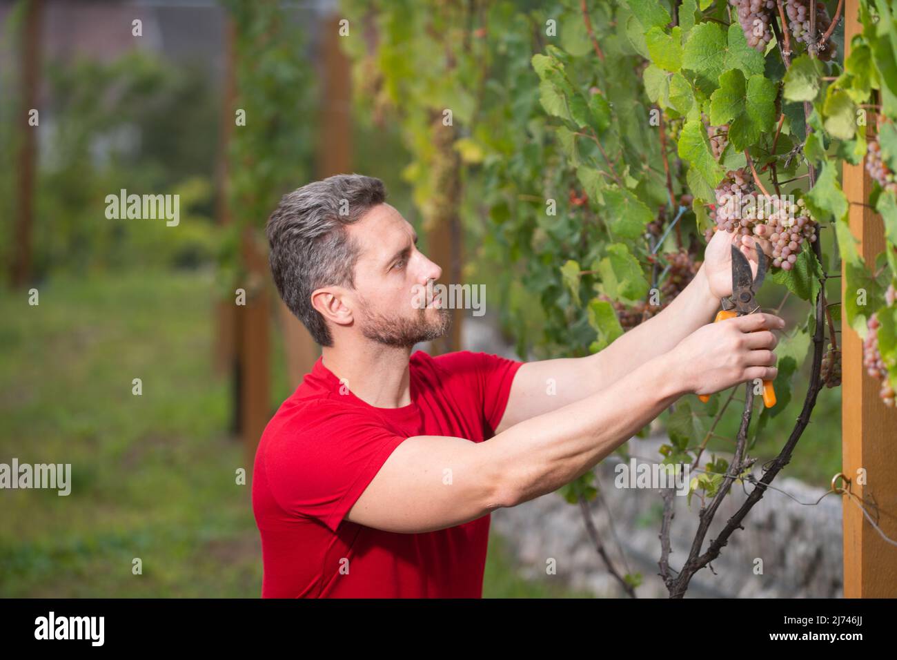 Wine maker, grapes harvest. Farmer gathering crop of grapes on farm ...