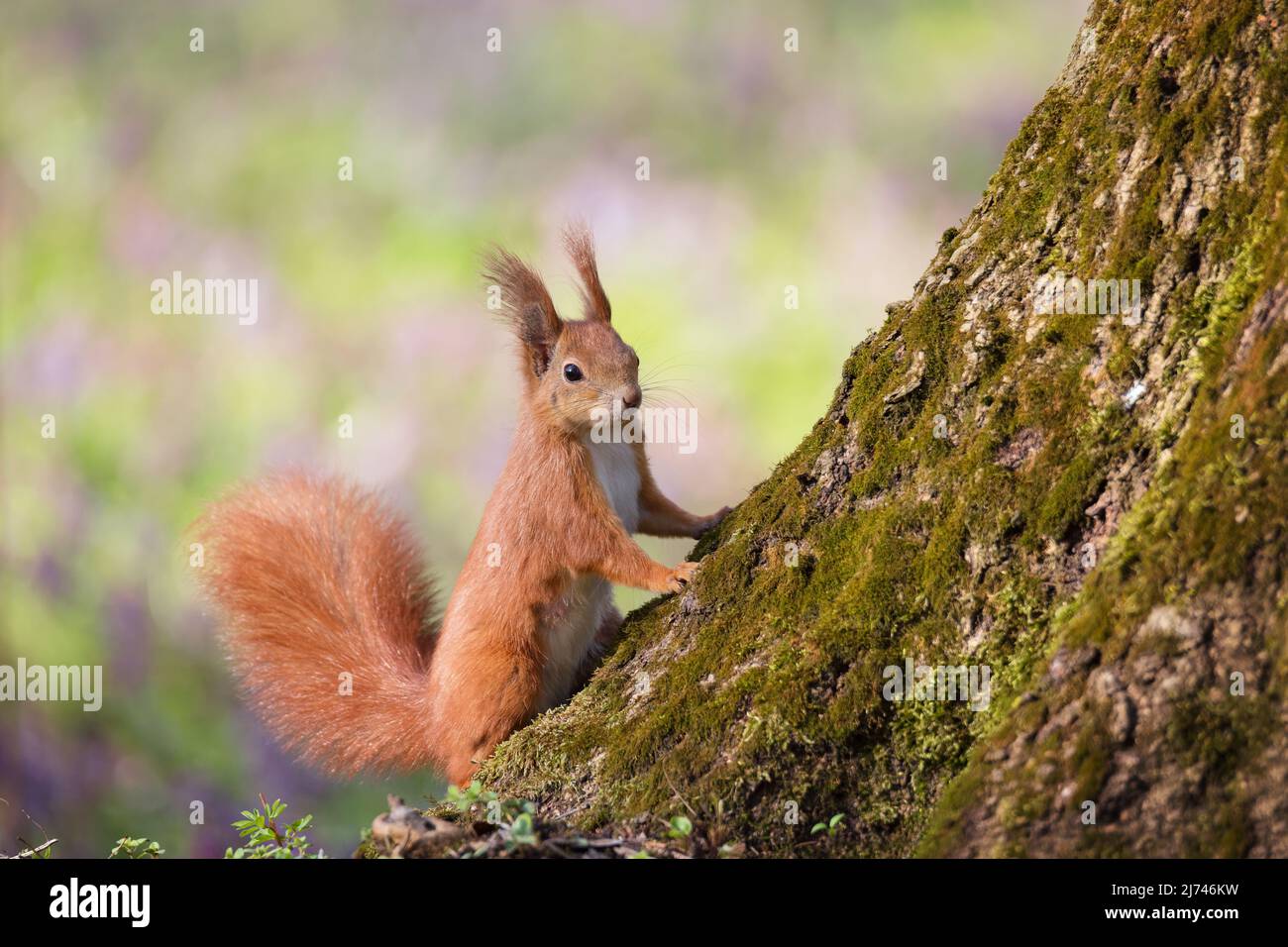 Funny red squirrel hi-res stock photography and images - Alamy