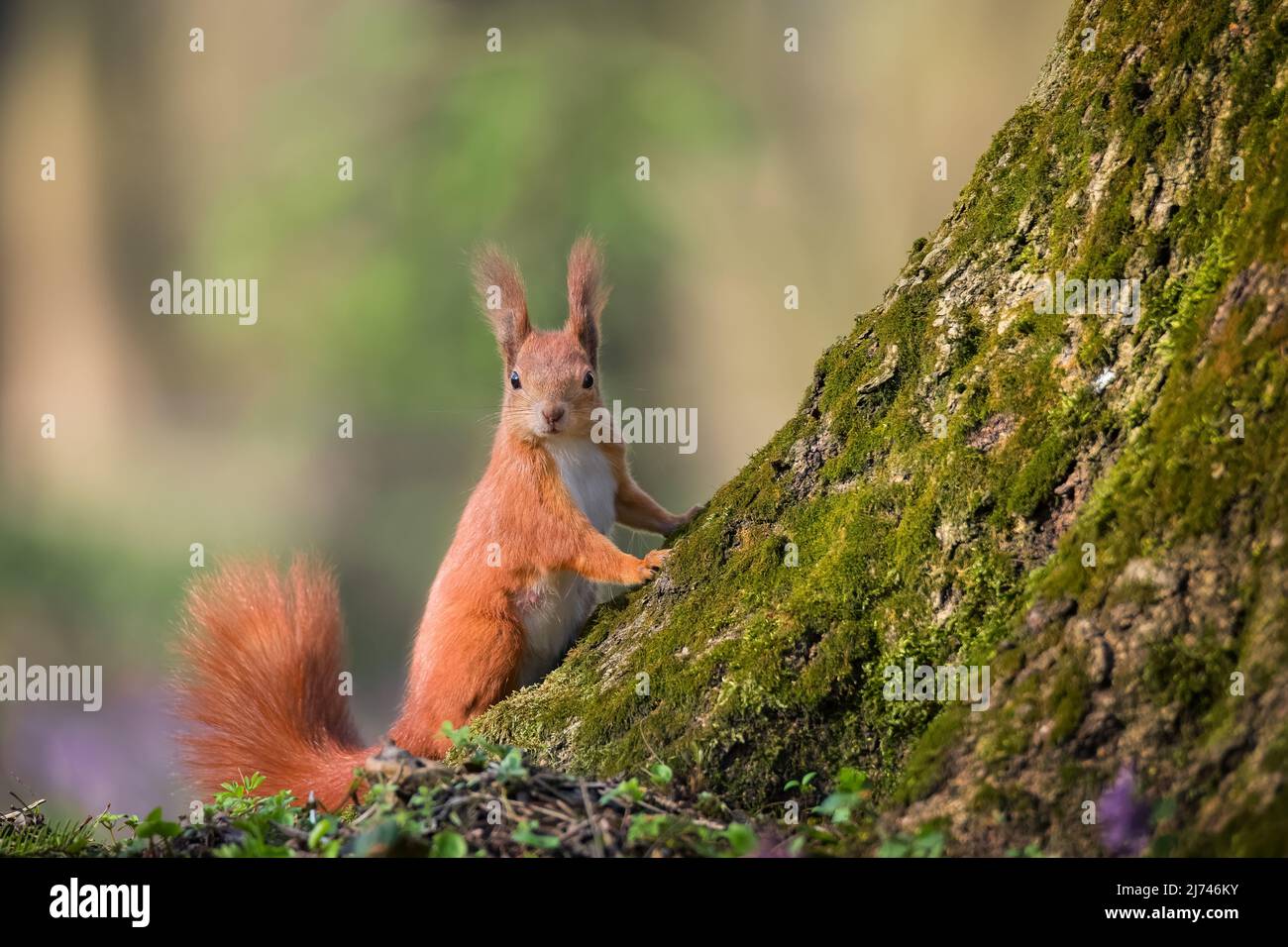 The portrait of a funny red squirrel in the park Stock Photo - Alamy