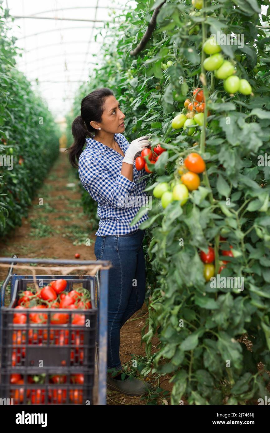 Latina harvesting red tomatoes in farm glasshouse Stock Photo - Alamy