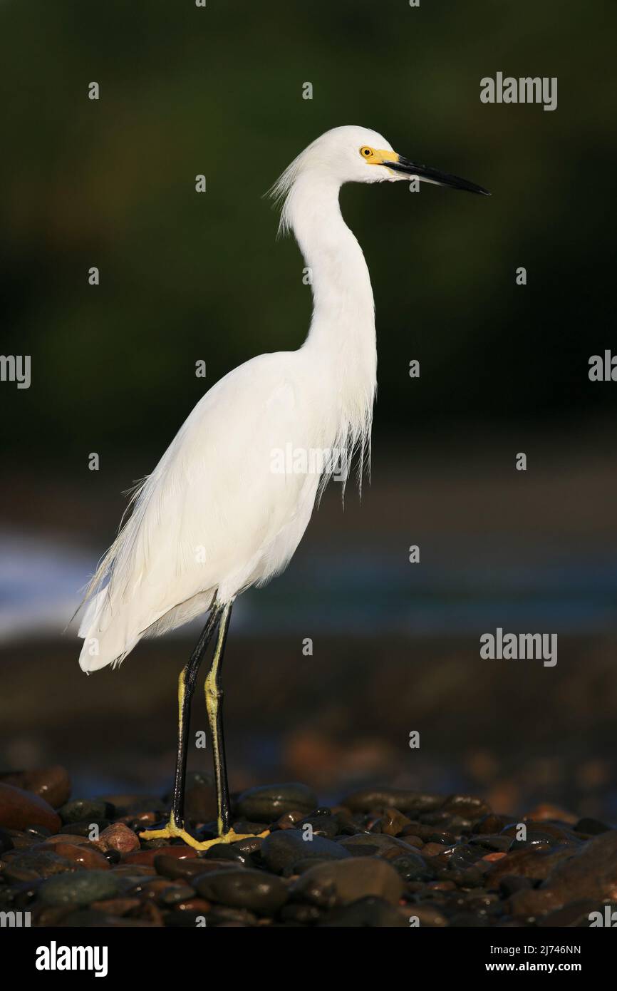 White heron Snowy Egret, Egretta thula, standing on pebble beach in ...