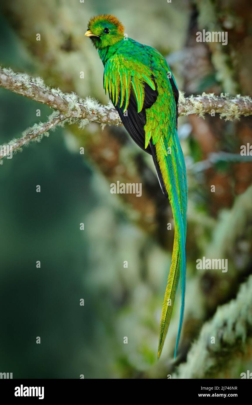Rare tropic bird from mountain cloud forest. Resplendent Quetzal ...