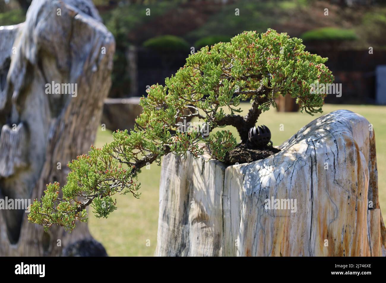 A bonsai tree growing atop of another tree Stock Photo - Alamy
