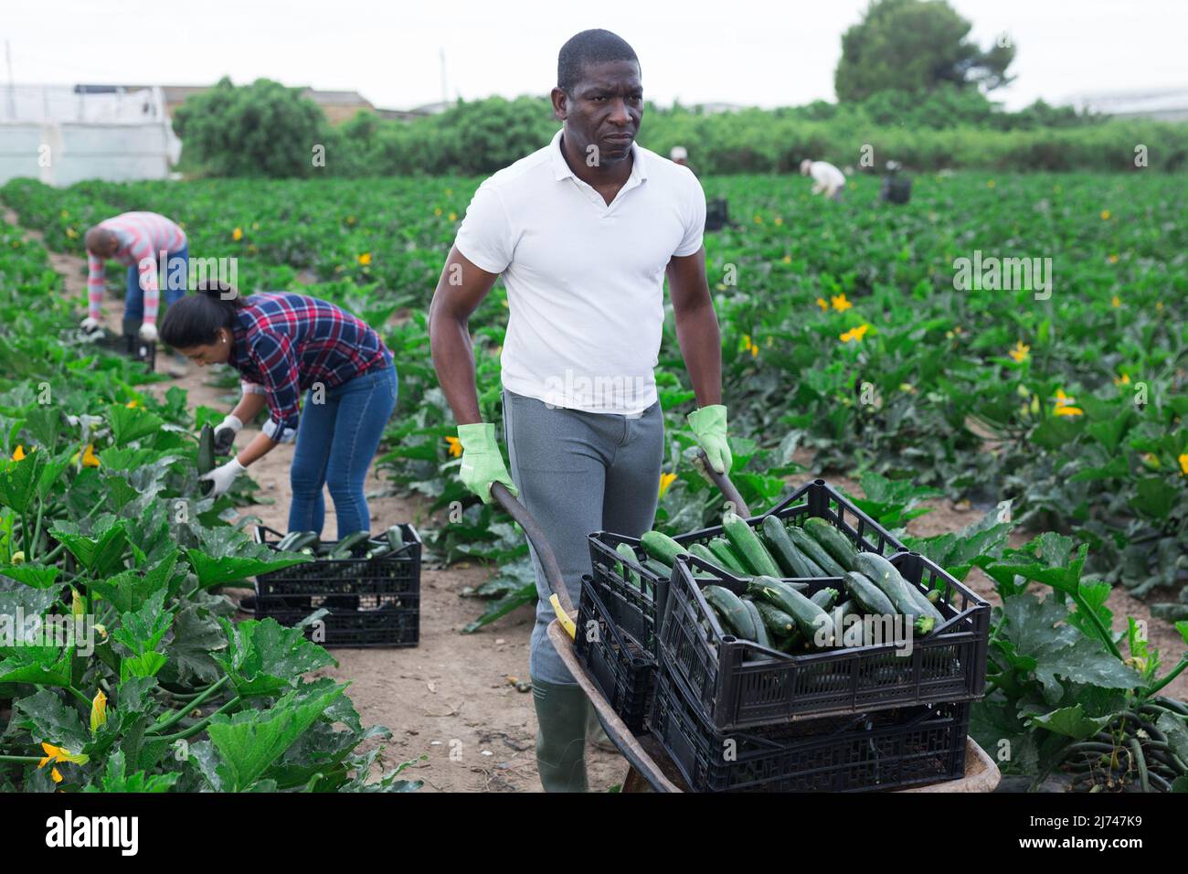 African american worker transports zucchini in garden wheelbarrow Stock ...