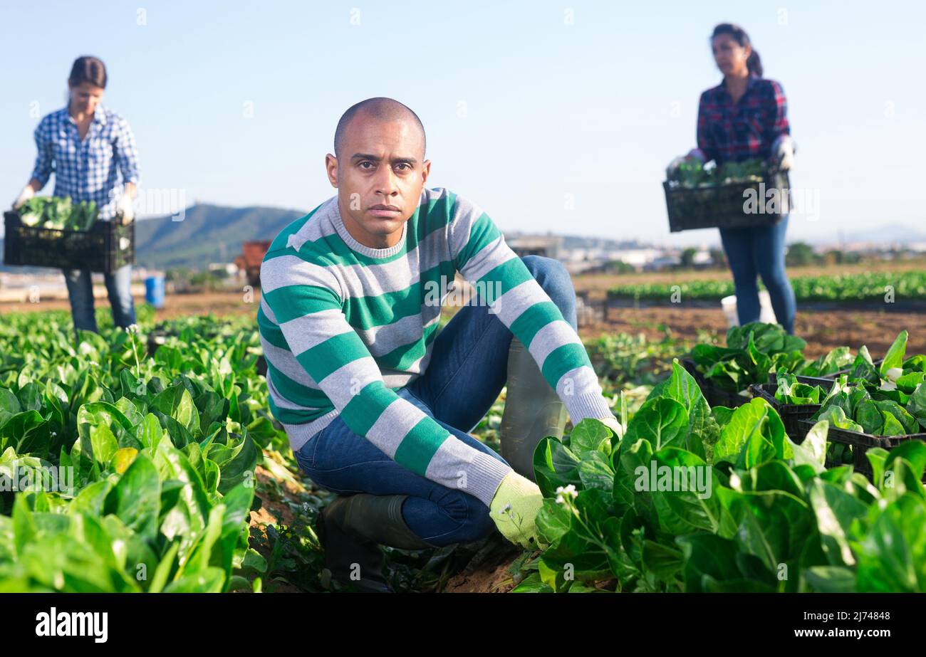Latino male farmer picking chard on field Stock Photo - Alamy