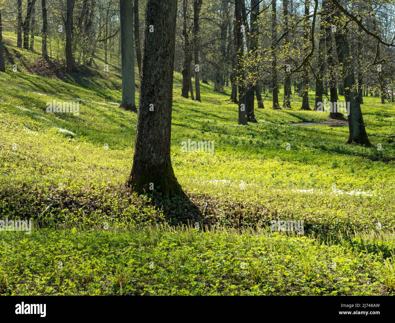 Forest trees. nature wood sunlight backgrounds Stock Photo - Alamy