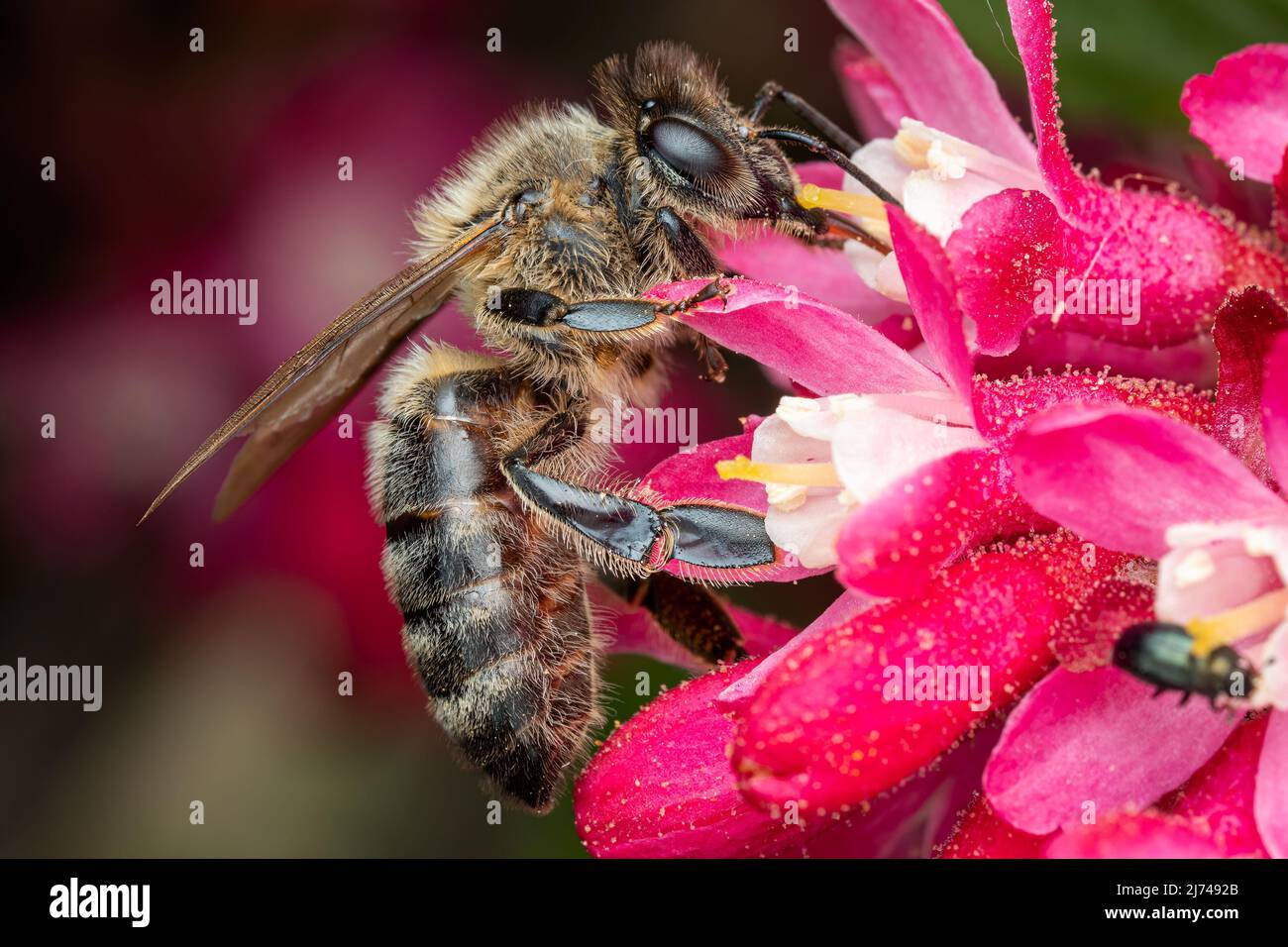 A bee collects pollen from a flower Stock Photo - Alamy