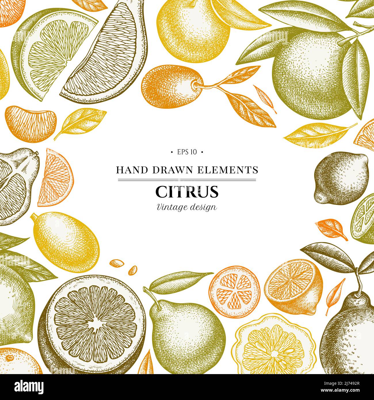 Citrus hand drawn illustration design. Background with vintage kumquat ...