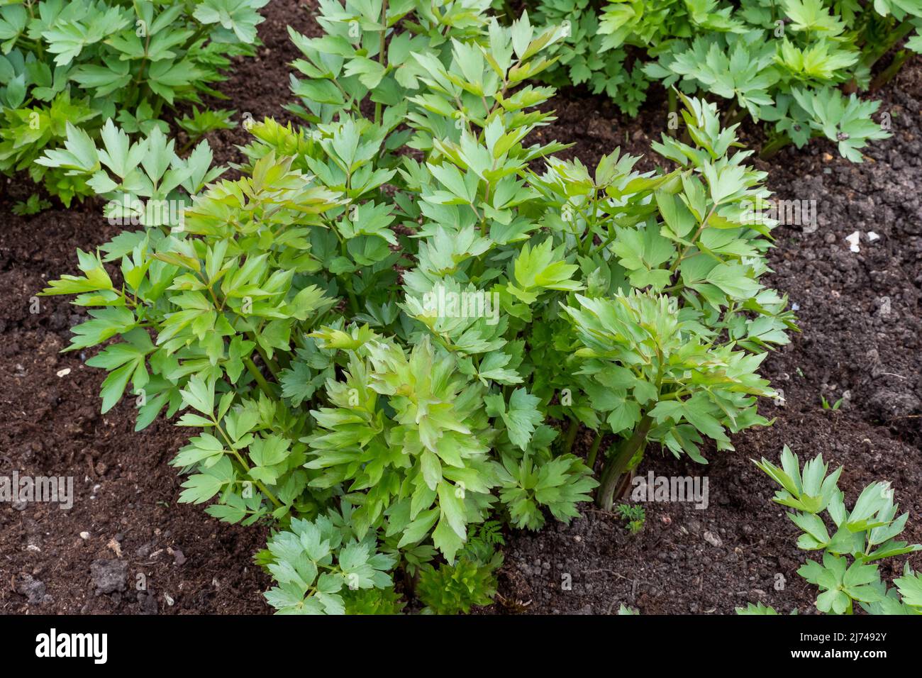 Spices and Herbs, Lovage plant (Levisticum officinale) growing in the ...