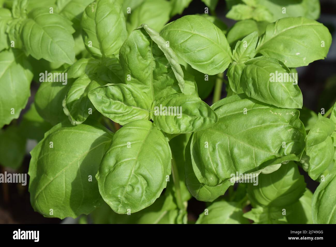 fresh green basil leaves Stock Photo - Alamy
