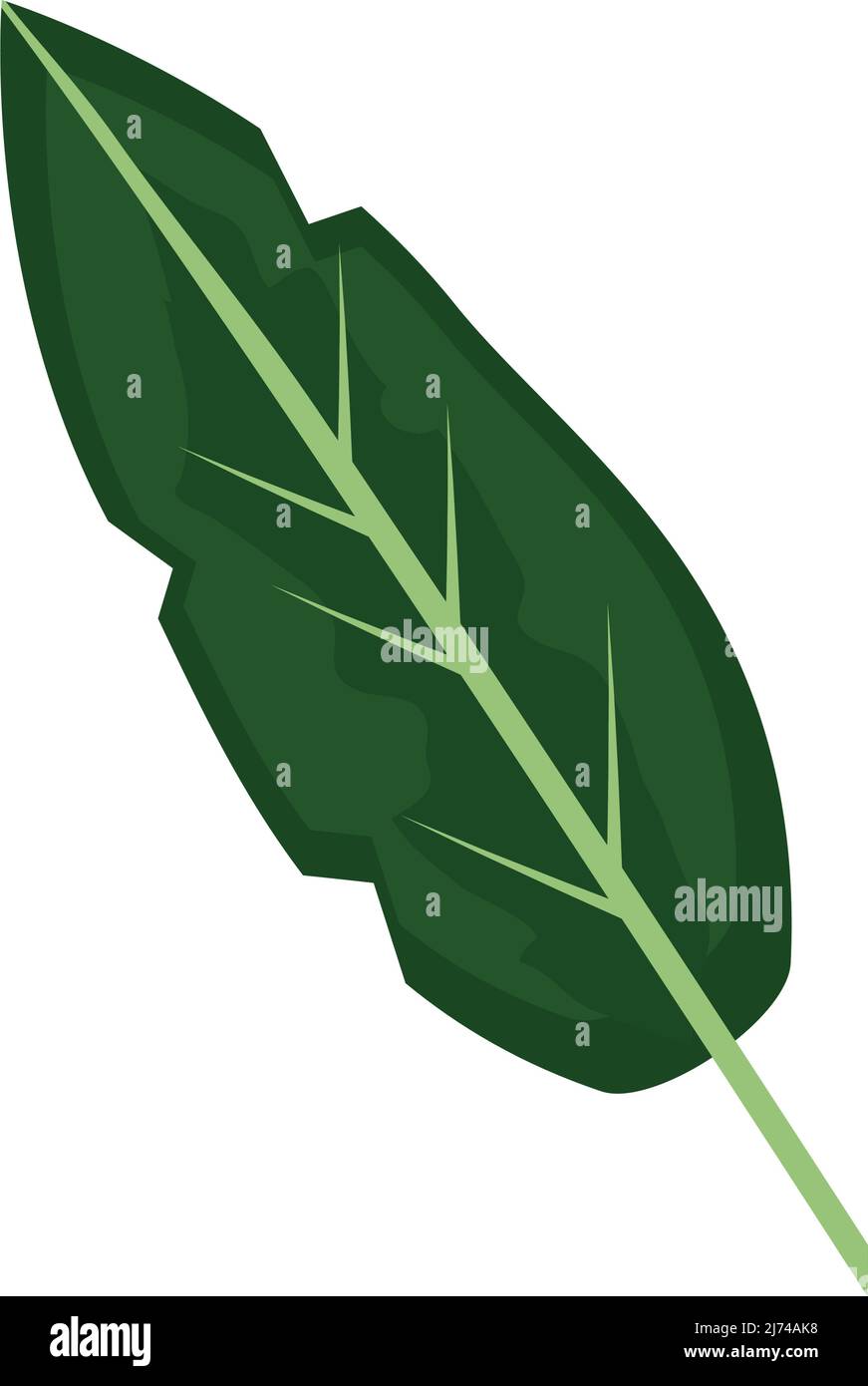 tropical natural leaf Stock Vector Image & Art - Alamy
