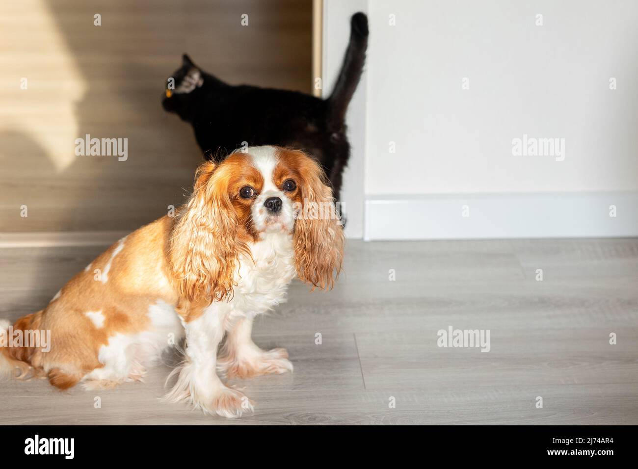 Purebred cute puppy Cavalier King Charles Spaniel and black cat. High ...