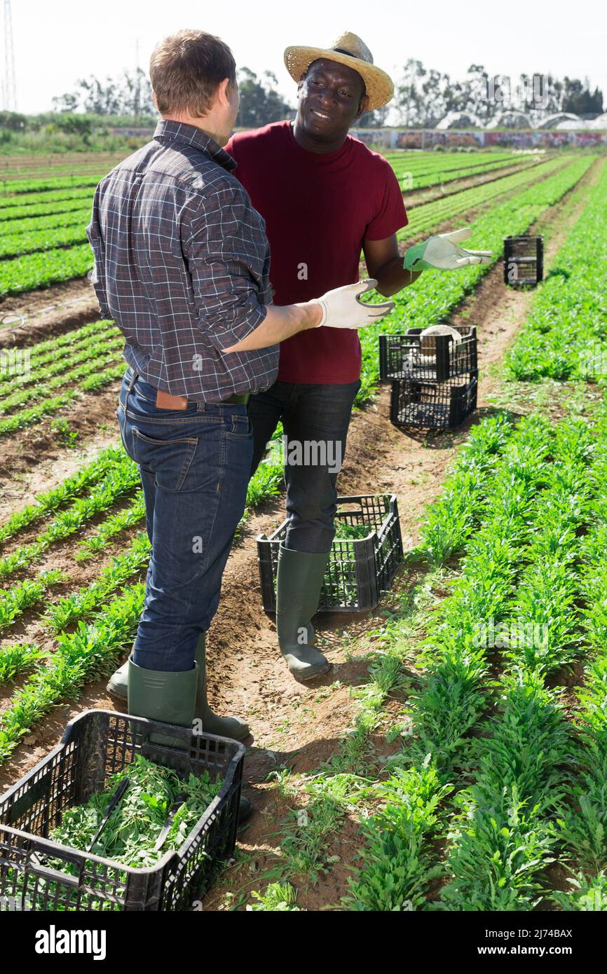 African American farmer talking to worker on farm field Stock Photo - Alamy