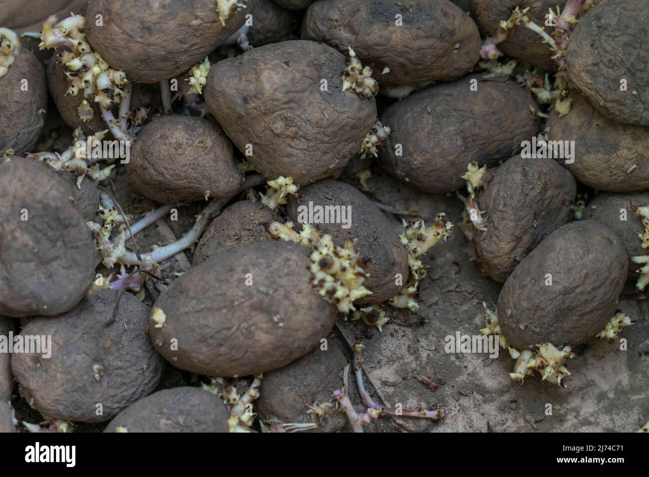 Sprouting seed potatoes ready for planting Stock Photo - Alamy