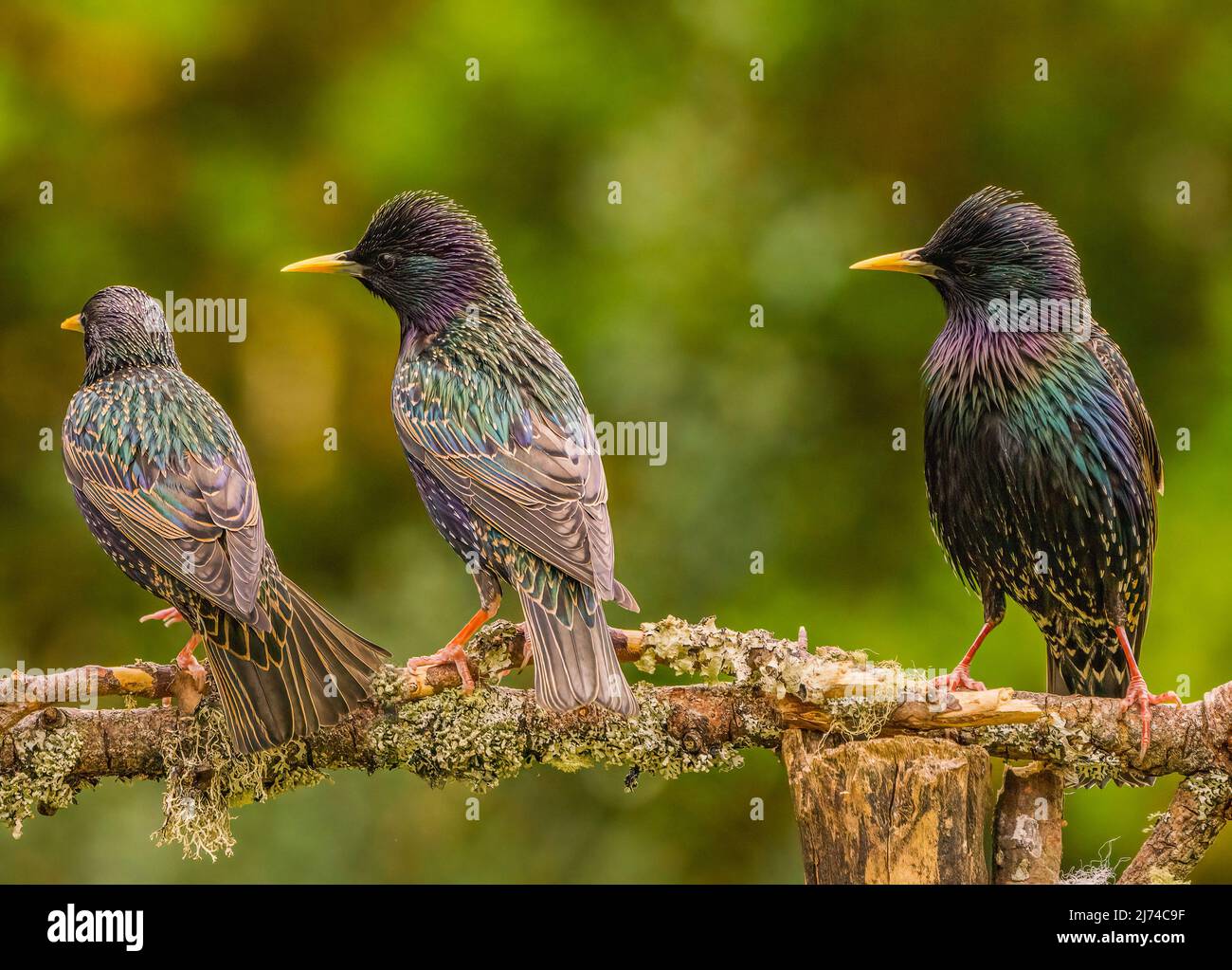 A Trinity of Starlings Stock Photo - Alamy
