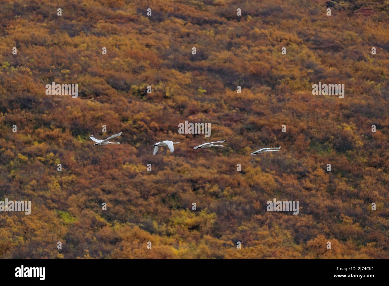 Four geese flying in a row over autumn landscape background Stock Photo ...