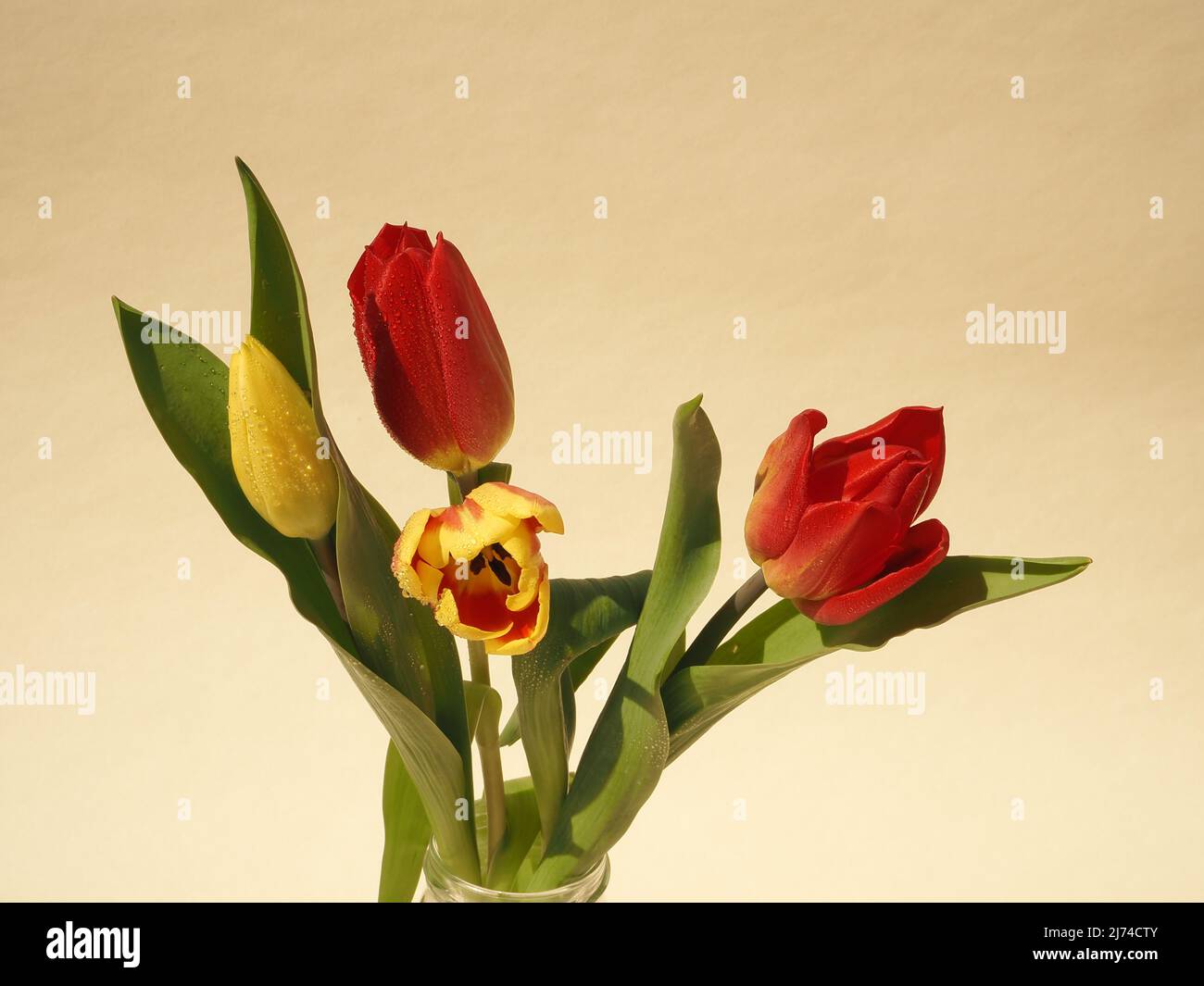 Four red and yellow/variegated tulips against a neutral background ...