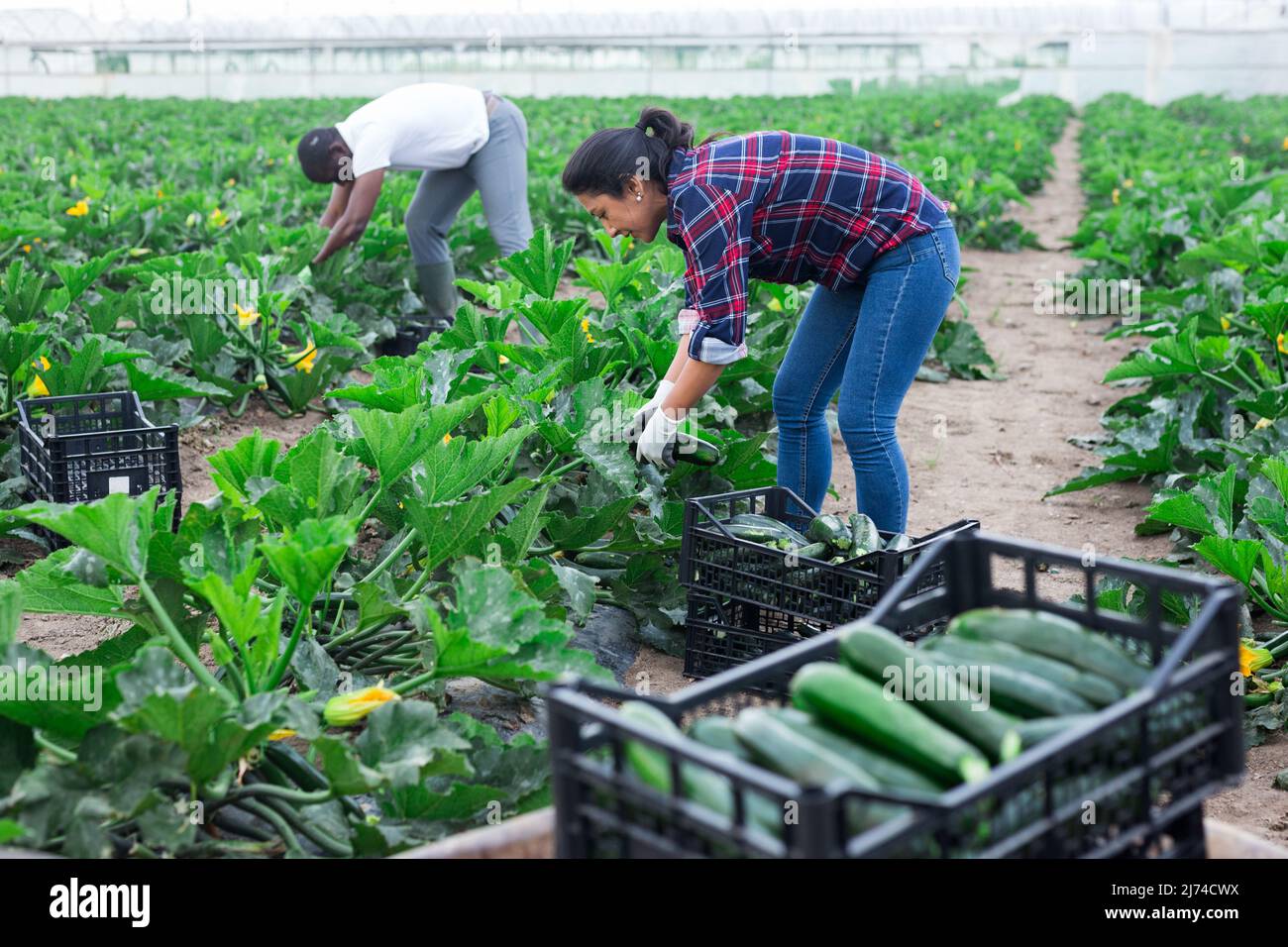 Hispanic female farmer harvesting courgette on plantation Stock Photo ...