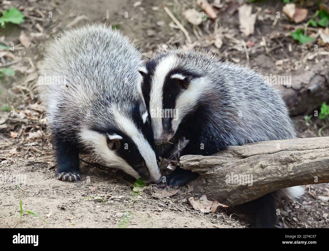Young badger burrow hi-res stock photography and images - Alamy