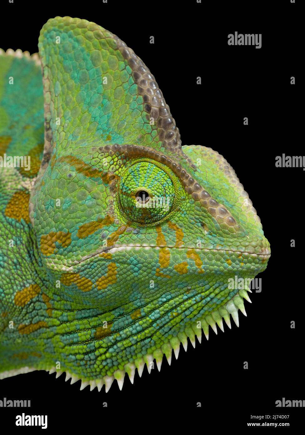 Chameleon isolated head. Black background. Female Yemen Chameleon ...