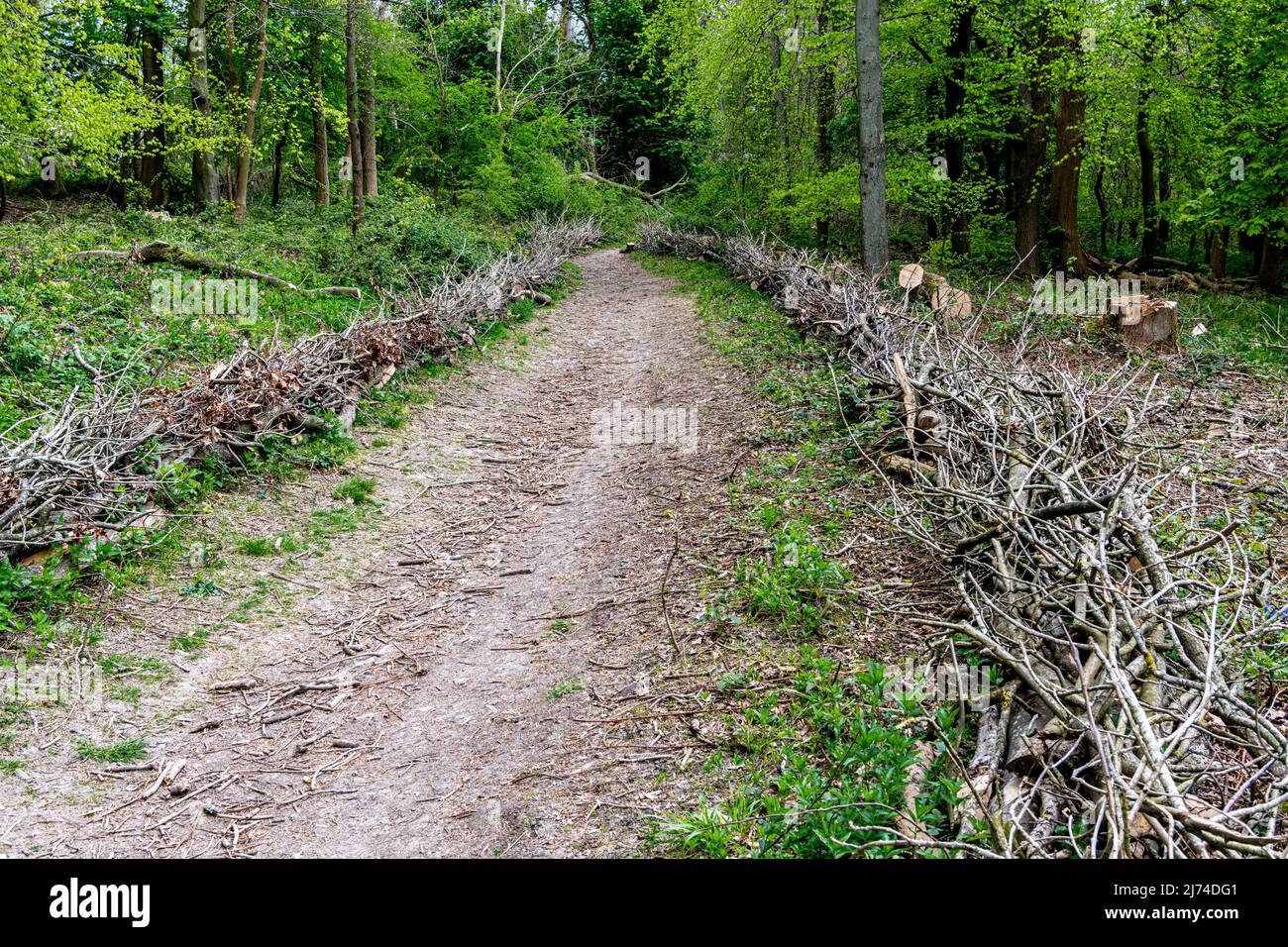 Natural dead hedge of cut branches lining path in woods Stock Photo - Alamy