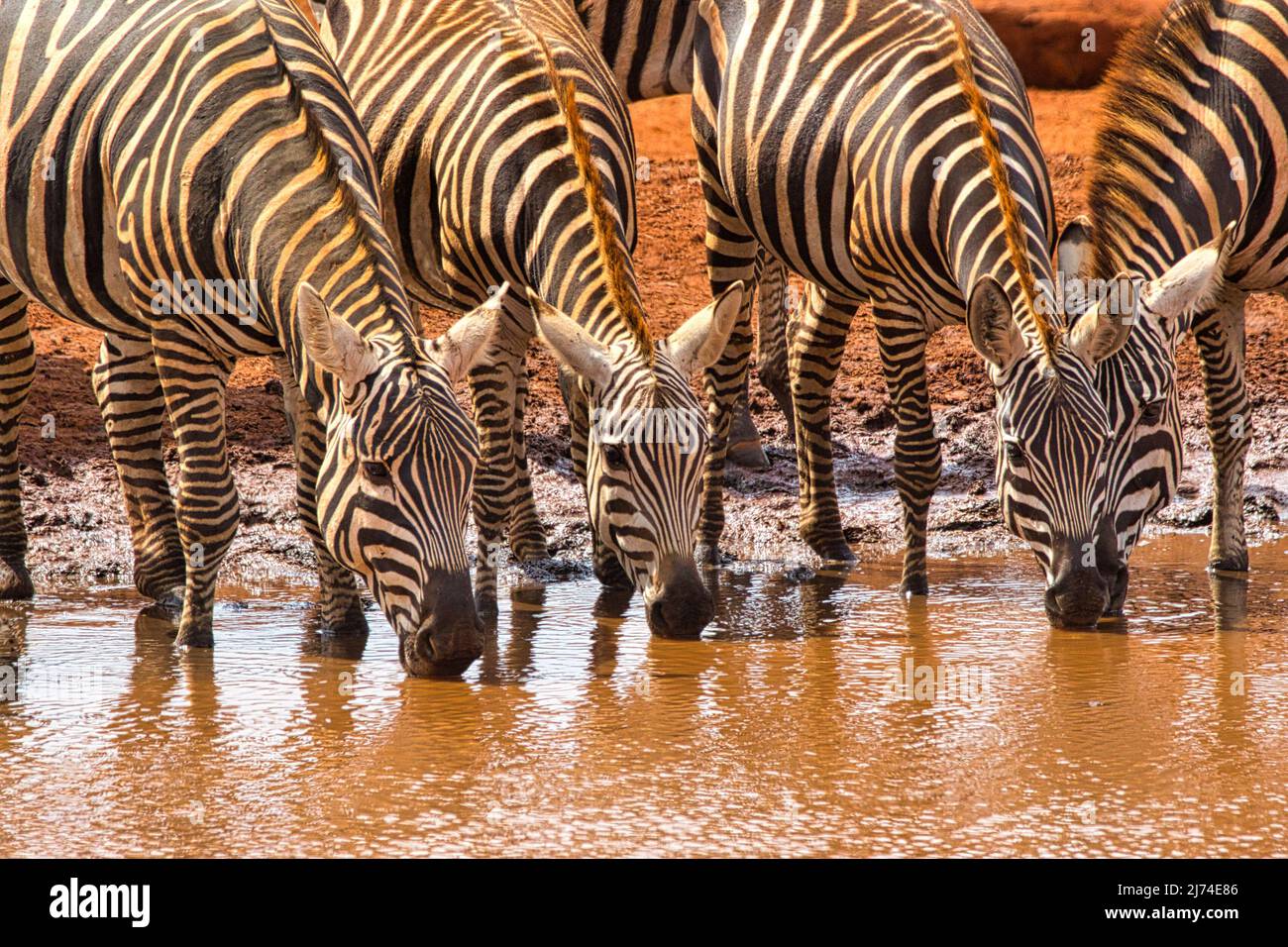 Plains zebras, Equus quagga, quench their thirst at a waterhole Stock ...