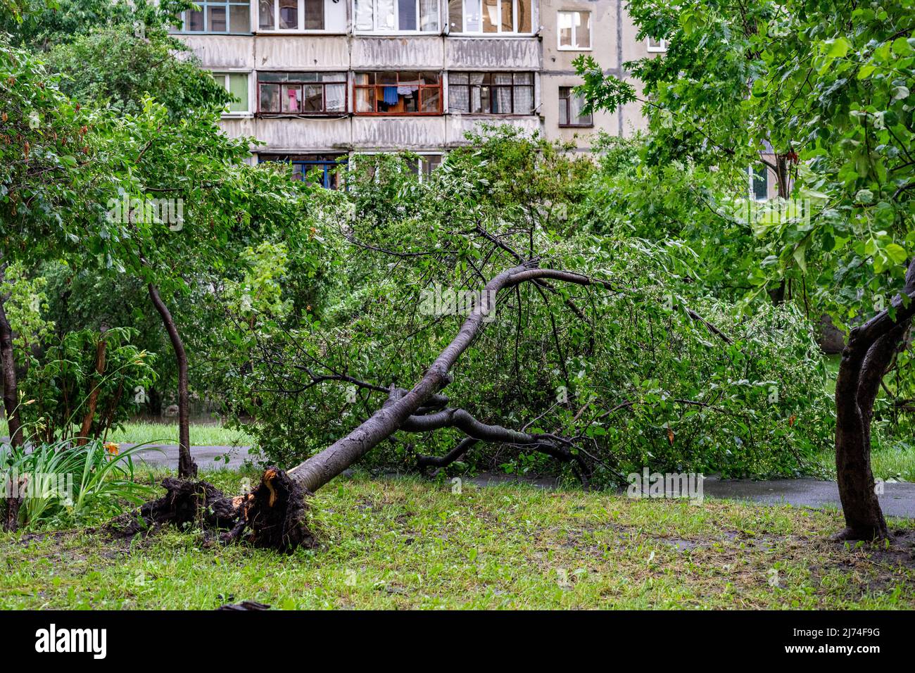 The tree broke and fell during a strong storm and wind. Danger to human ...