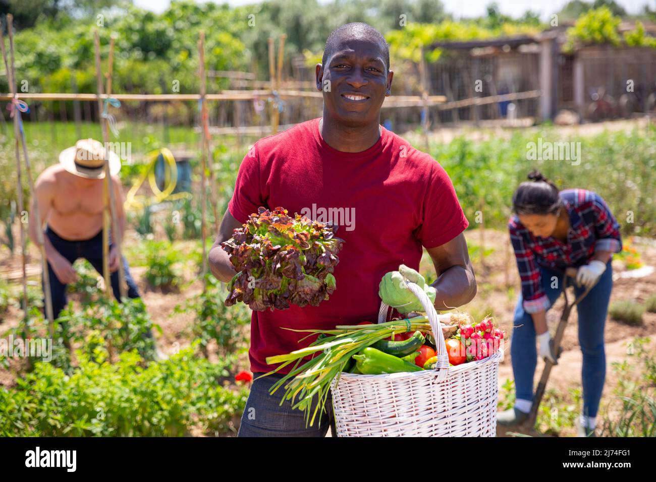 African american man professional gardener posing with harvest Stock ...