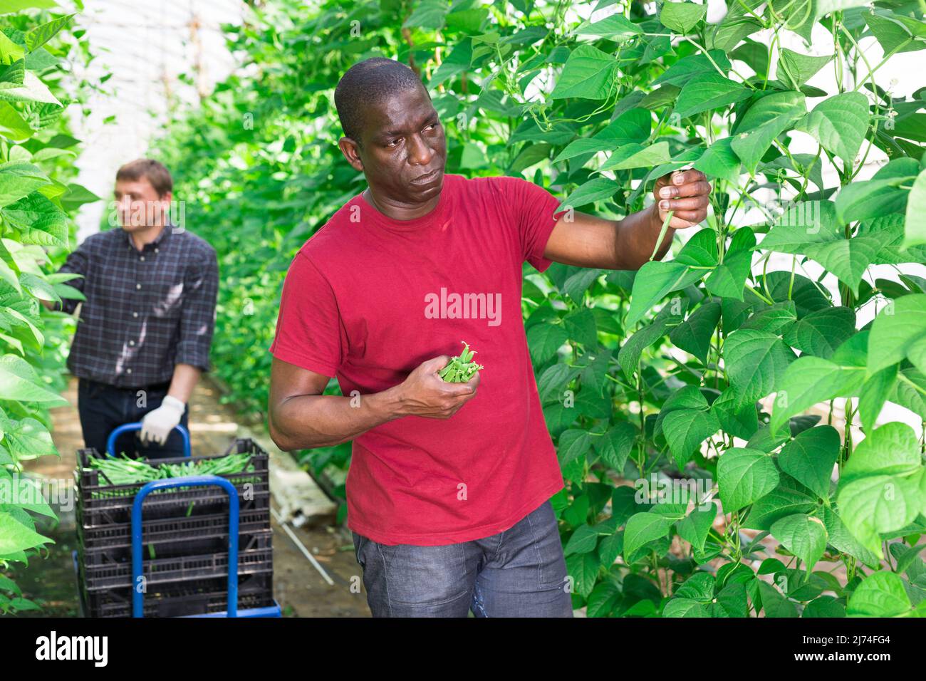 African american grower harvesting bean in farm glasshouse Stock Photo ...