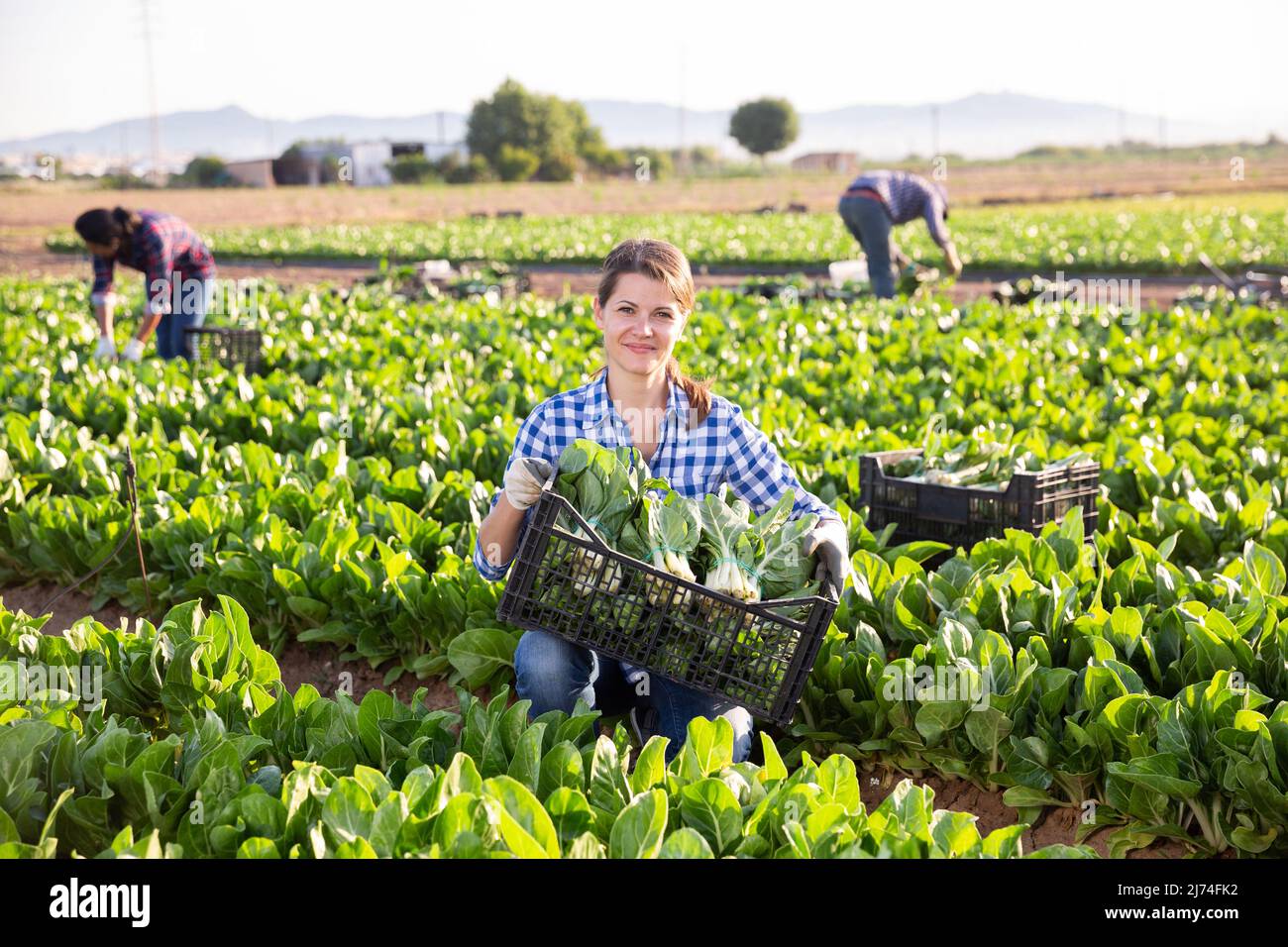 Successful farmer showing rich harvest of green mangold on field Stock ...