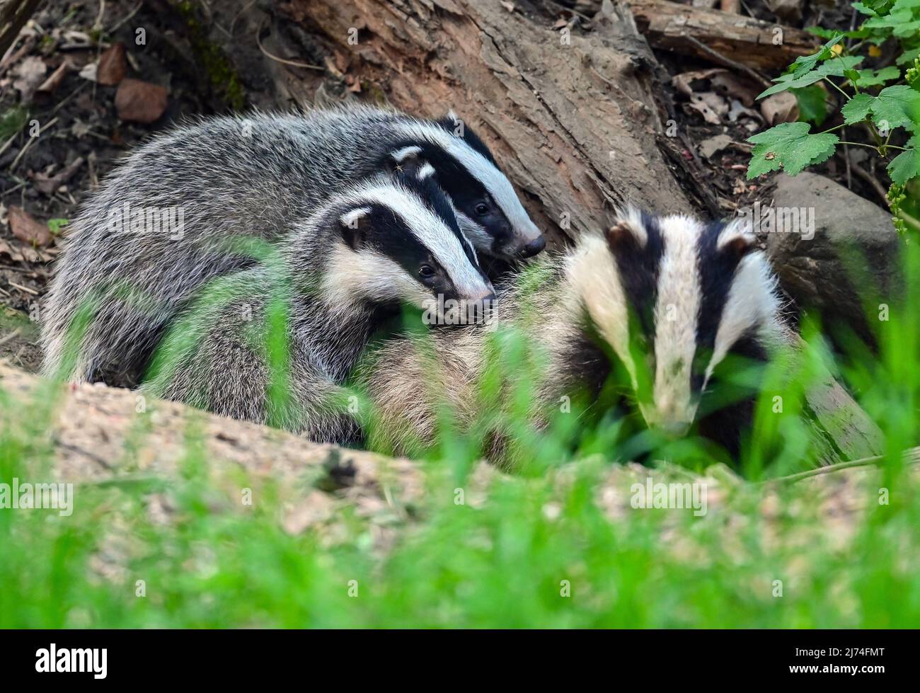05 May 2022, Brandenburg, Sieversdorf: Two young (l) and one parent of ...
