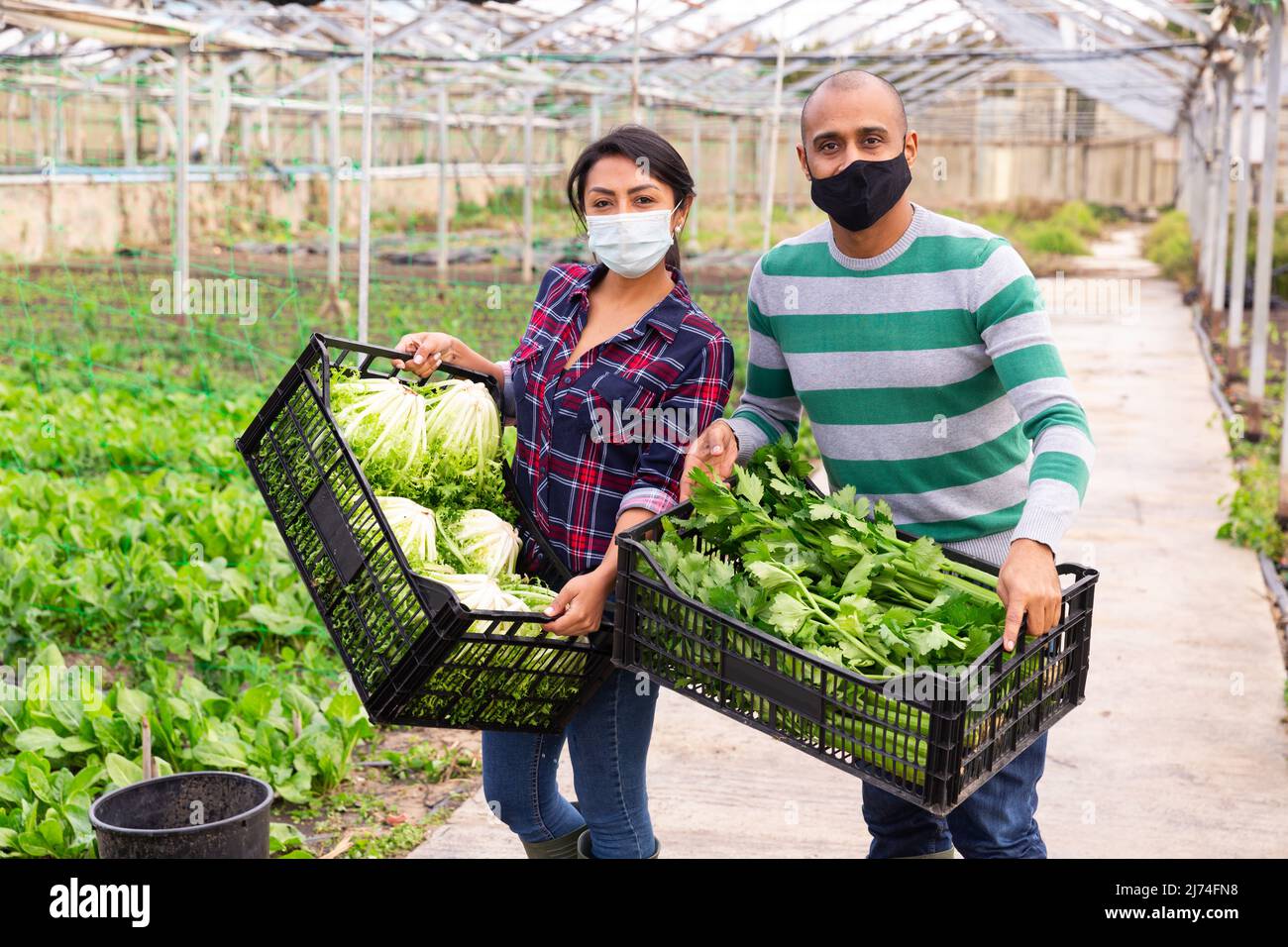 Woman in mask helps man to harvest lettuce Stock Photo - Alamy