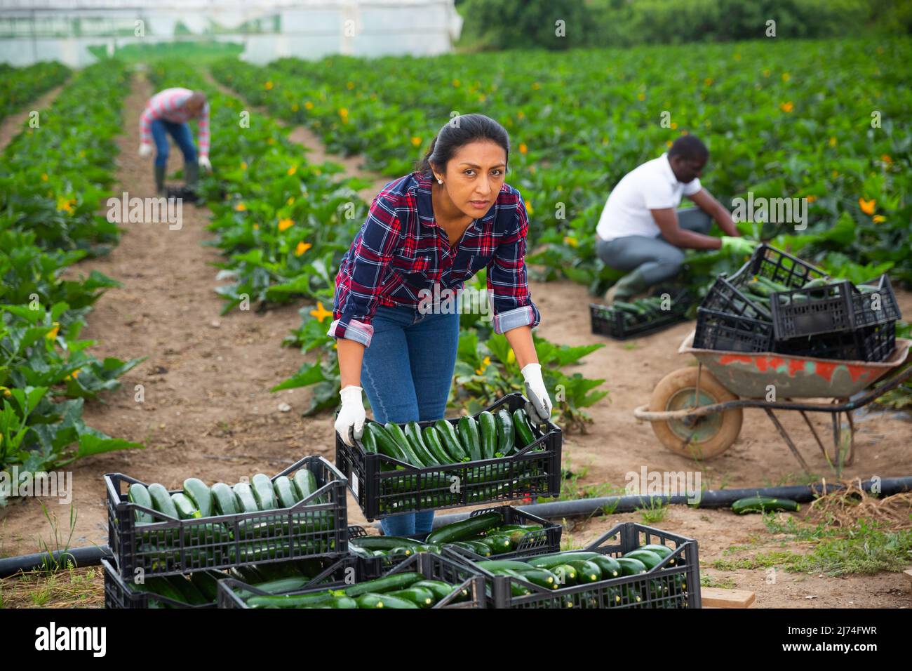 Colombian female farmer stacking boxes with green courgettes Stock ...
