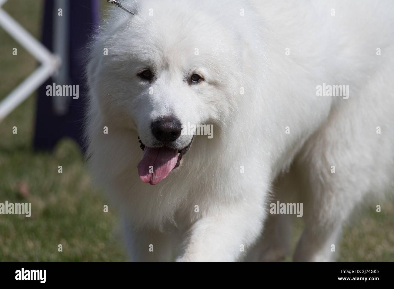 Great pyrenees dogs hi-res stock photography and images - Alamy
