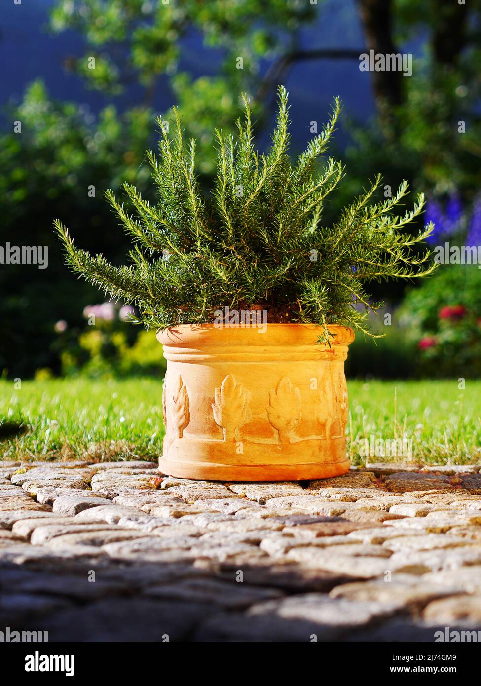 terracota container with fresh rosemary in front of garden scene Stock ...