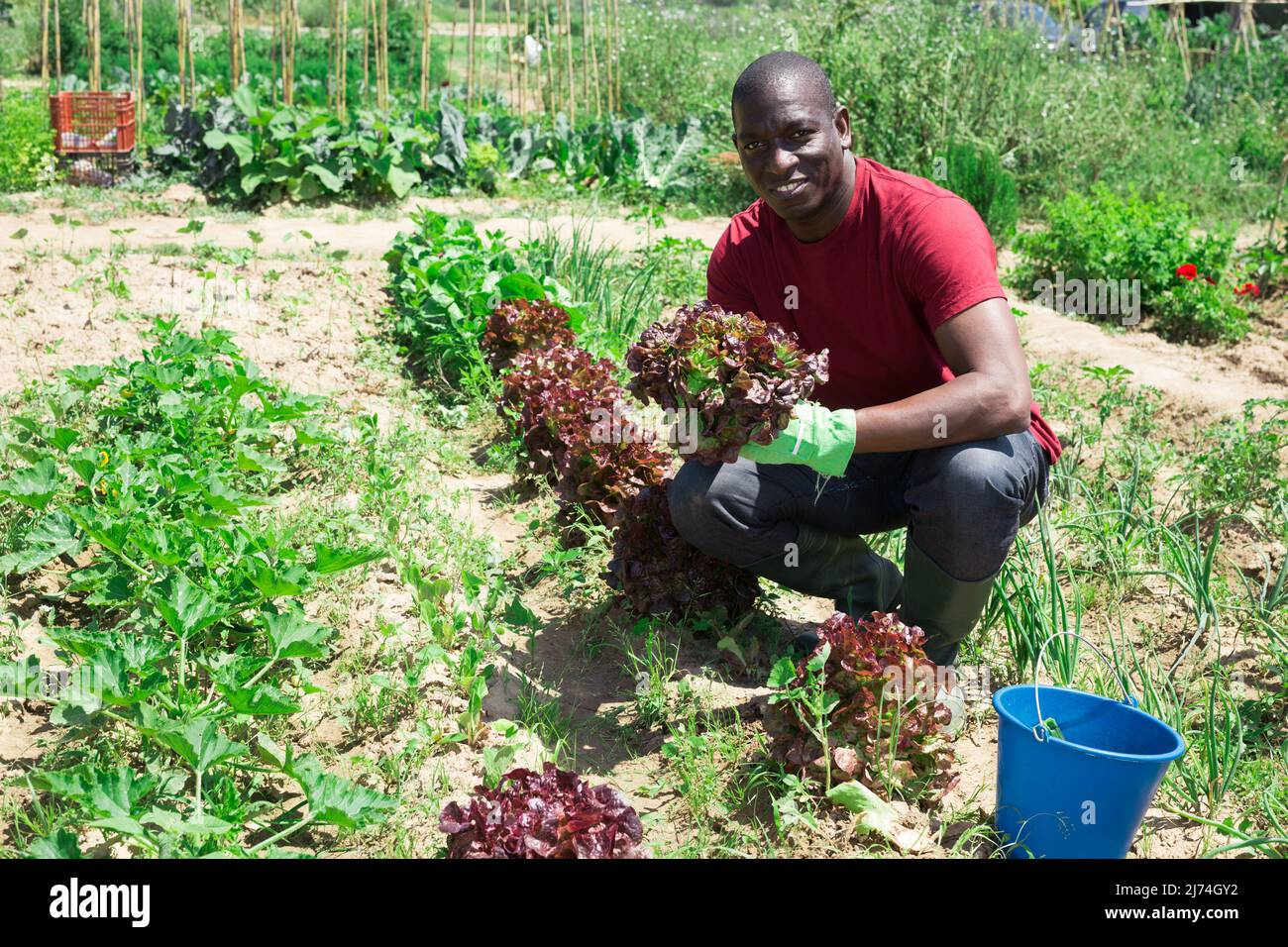 African american woman gardener during harvesting of lettuce Stock ...