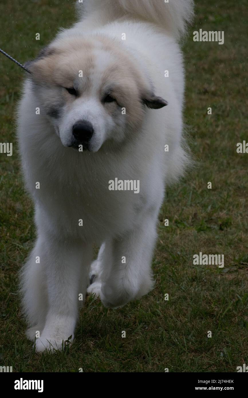 Great pyrenees dogs hi-res stock photography and images - Alamy