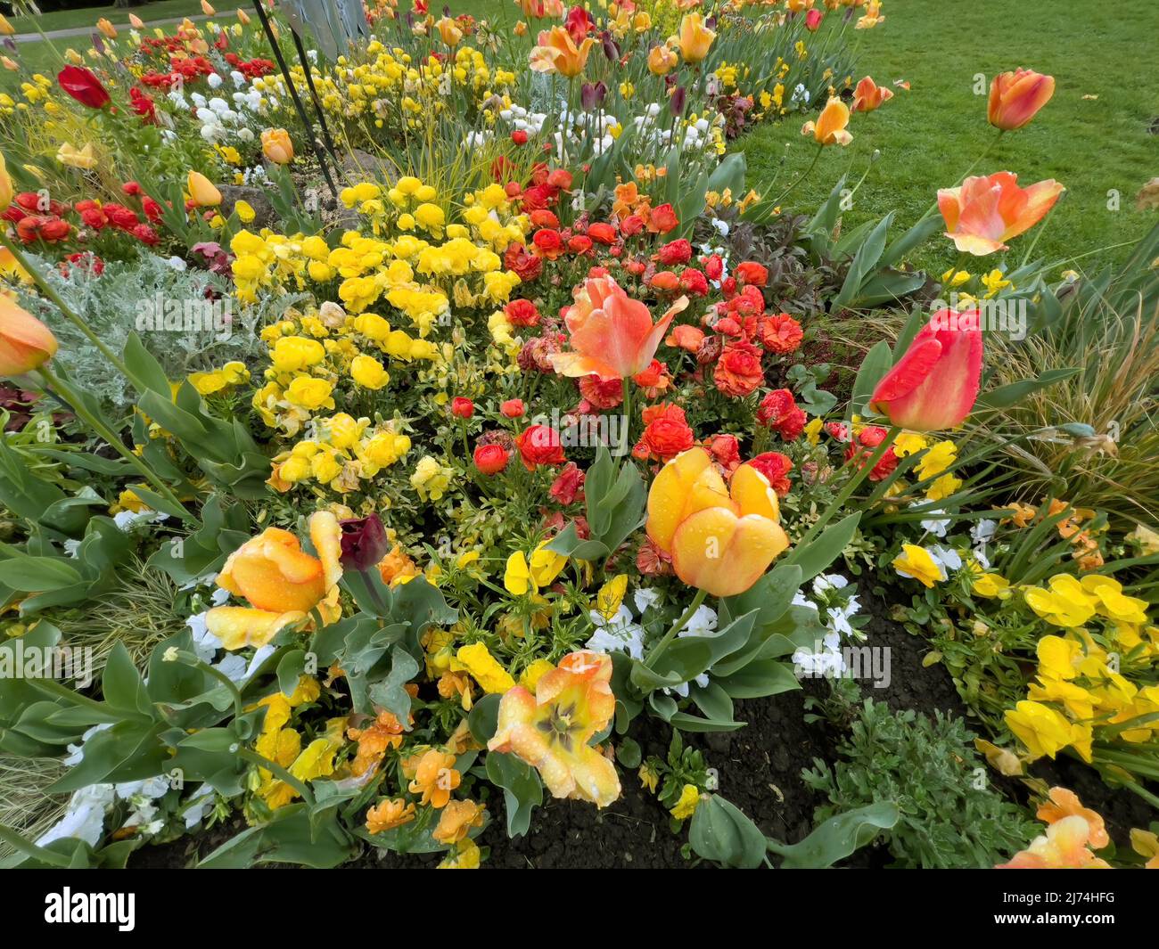 colorful yellow red green flower bed with tulips and ranunculus Stock ...