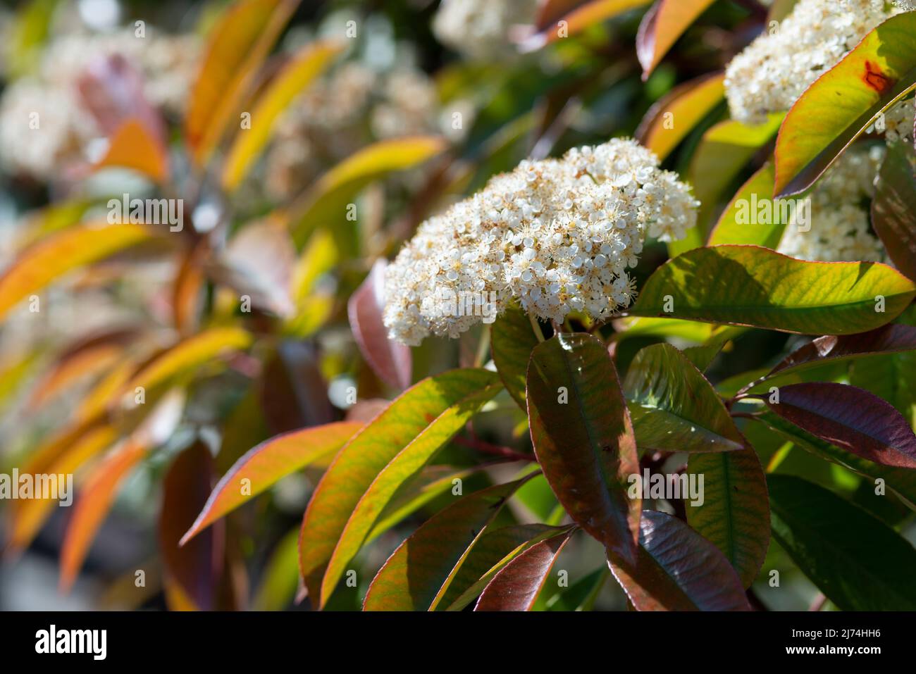 Italy, Lombardy, Photinia, Photinia Fraseri, Flowers Stock Photo - Alamy