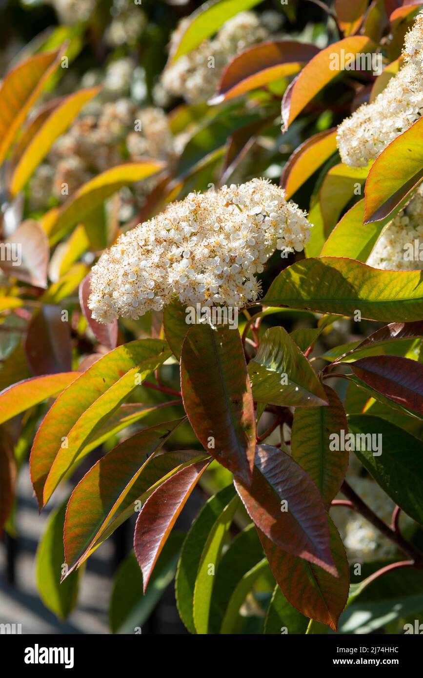 Natural background flowering photinia hi-res stock photography and ...